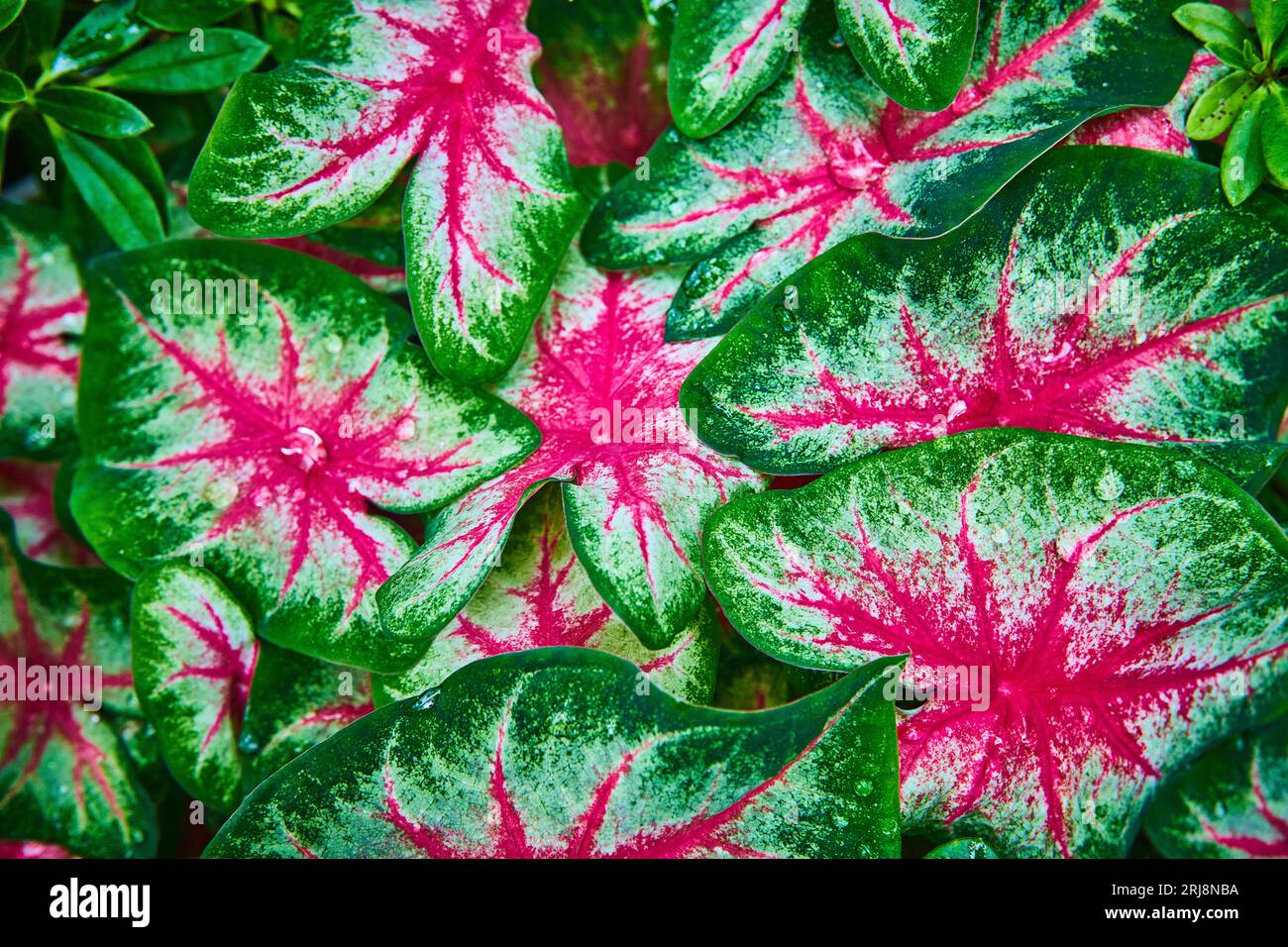 Leaves flowers bursting out hi-res stock photography and images - Alamy