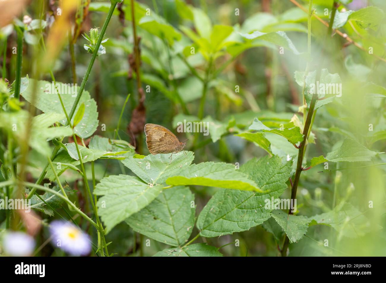 Insects collecting pollen on flowers in summer garden, with blur ...
