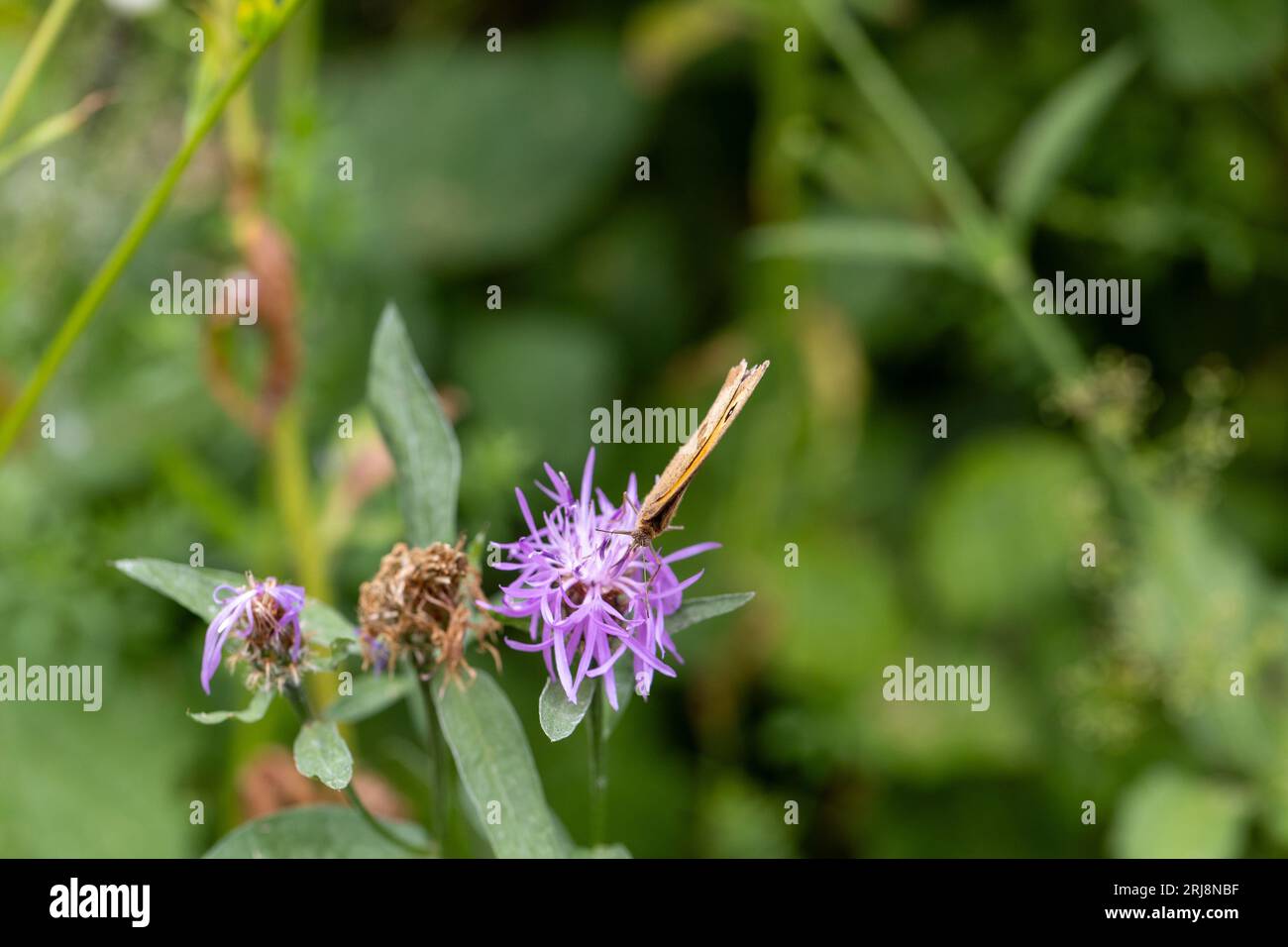 Insects collecting pollen on flowers in summer garden, with blur ...