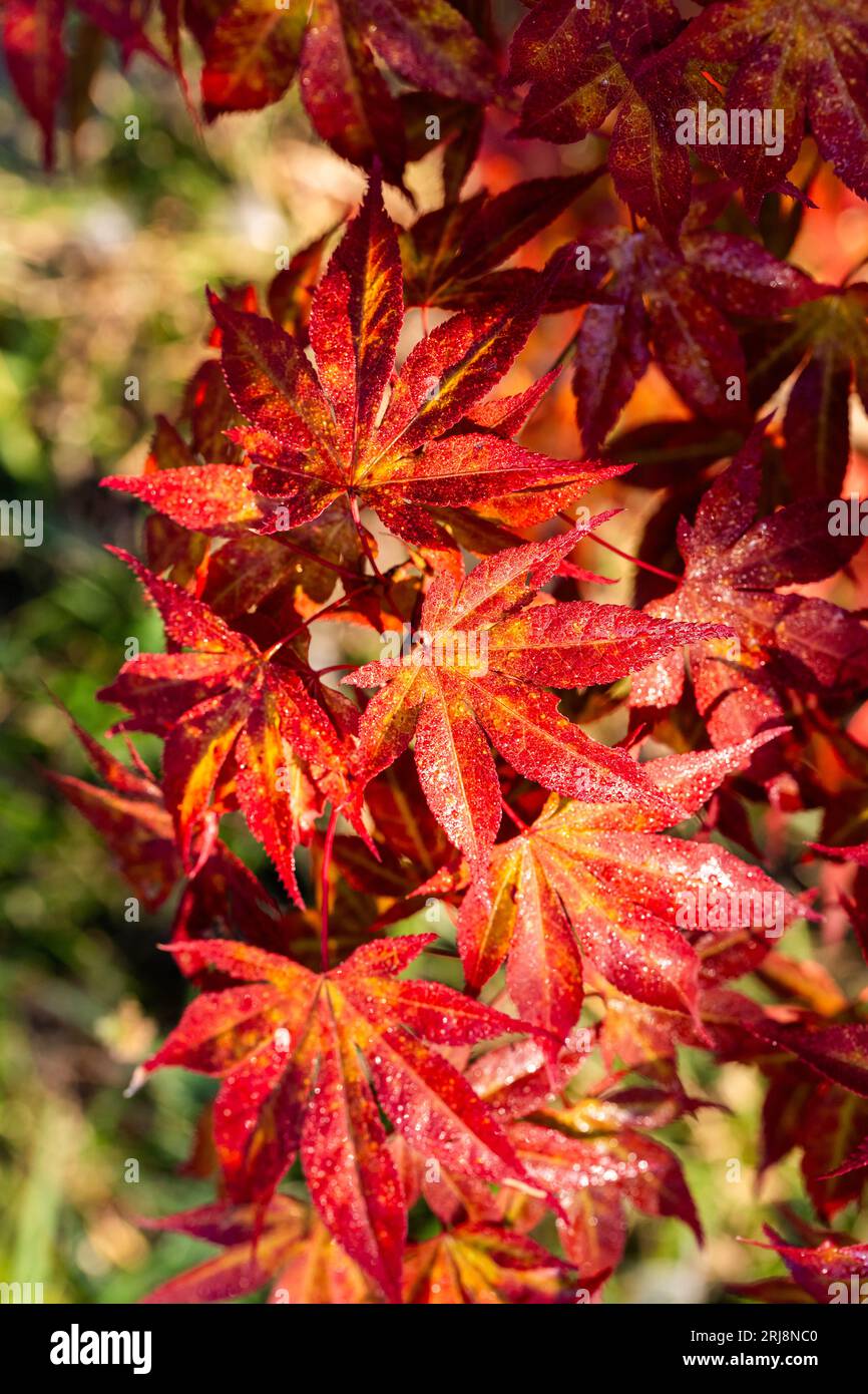 Close-up of acer rubrum, the red maple, also known as swamp maple ...