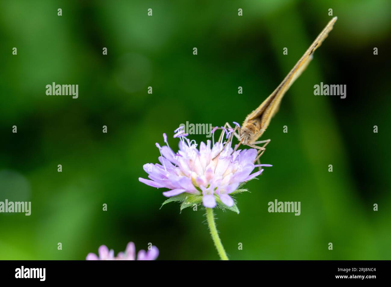 Insects collecting pollen on flowers in summer garden, with blur ...