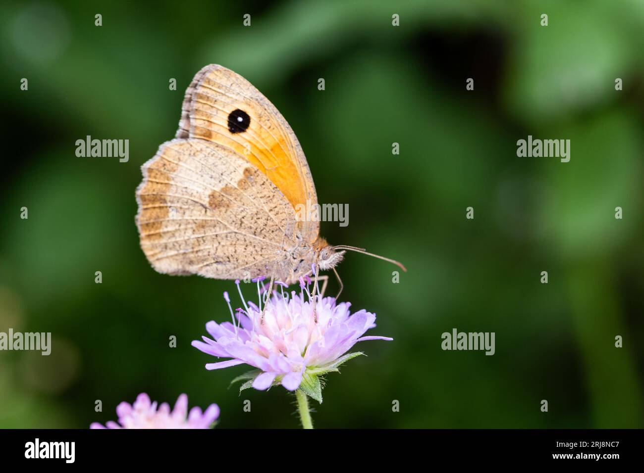 Insects collecting pollen on flowers in summer garden, with blur ...