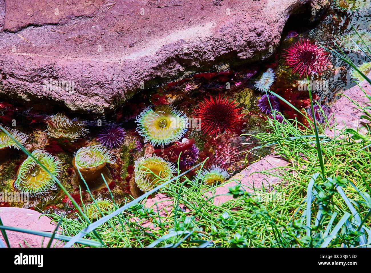 Artificial tide pool with vibrant red and purple sea urchins with ...