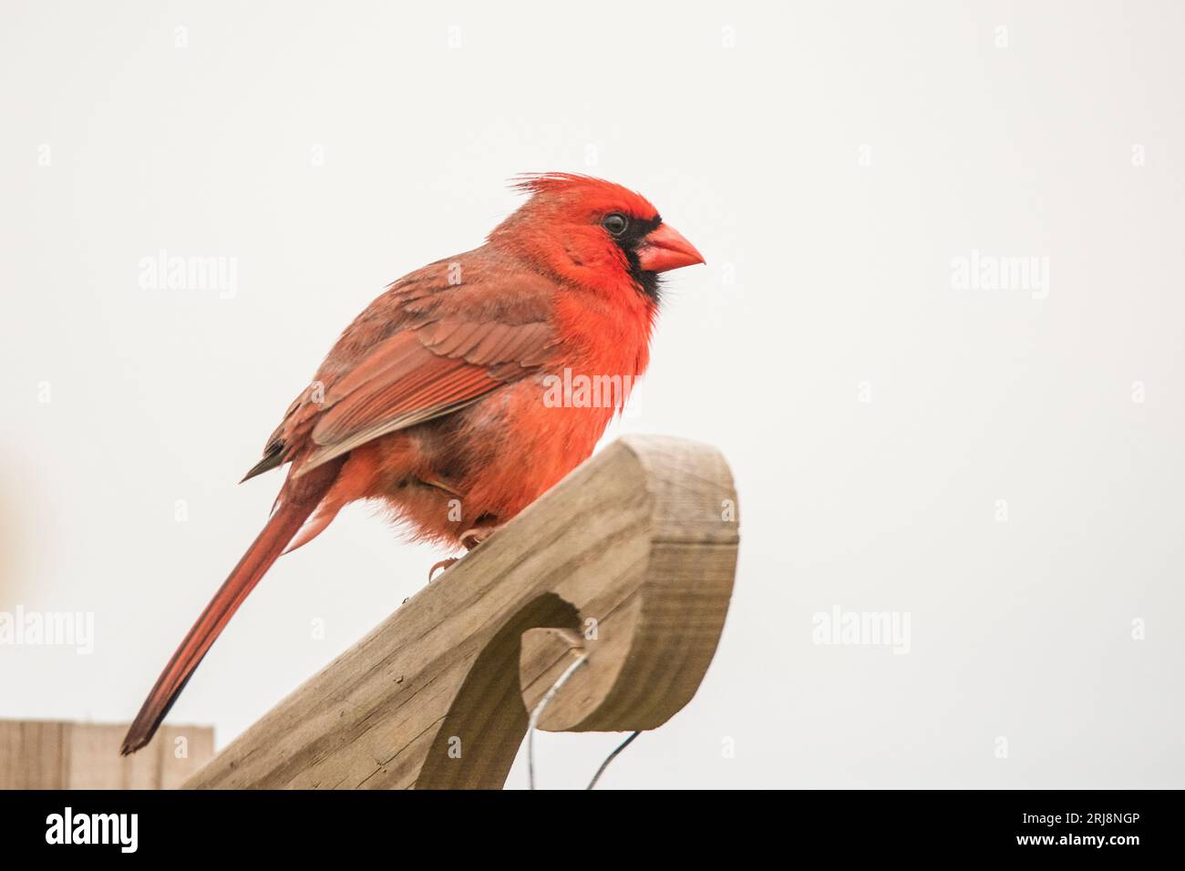 Profile of a male adult northern cardinal perched on a sign with a ...