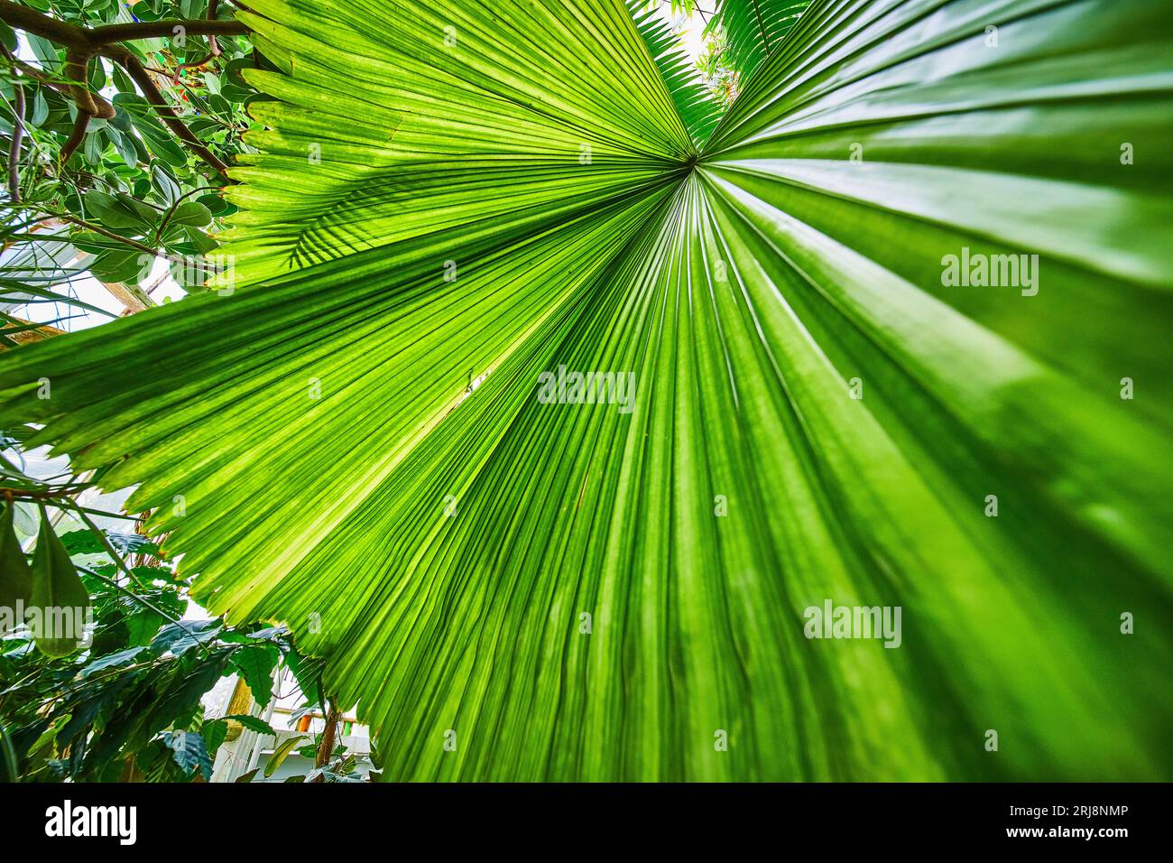 Fan shaped plants hi-res stock photography and images - Alamy