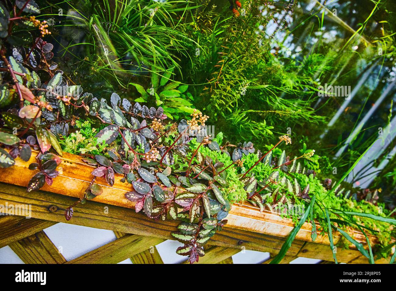 Plants growing in wooden gutter on top of trellis Stock Photo - Alamy