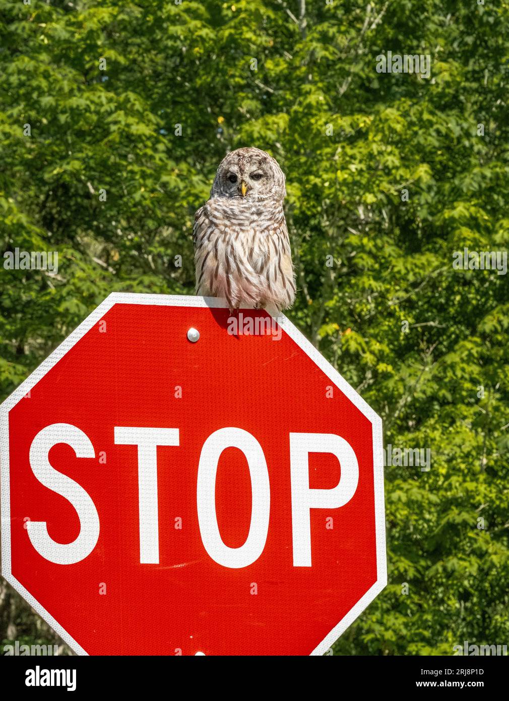 Owl on a stop sign hi-res stock photography and images - Alamy