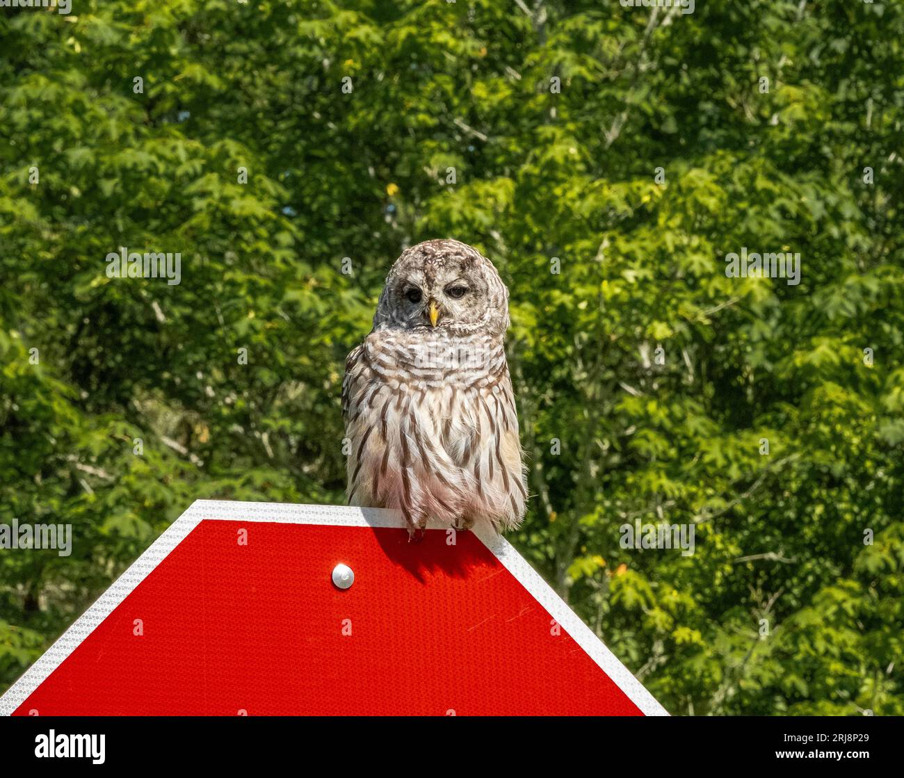 Barred Owl on a Stop Sign, Bainbridge Island, WA Stock Photo - Alamy