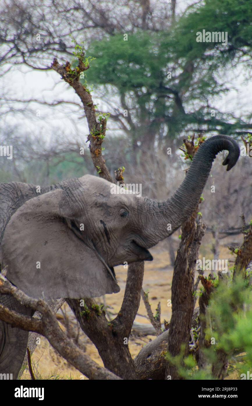 An African elephant standing beside a tree branch Stock Photo - Alamy