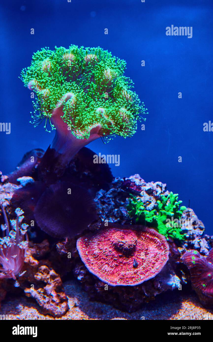 Neon green coral polyps on sandy bottom with dark blue background Stock ...