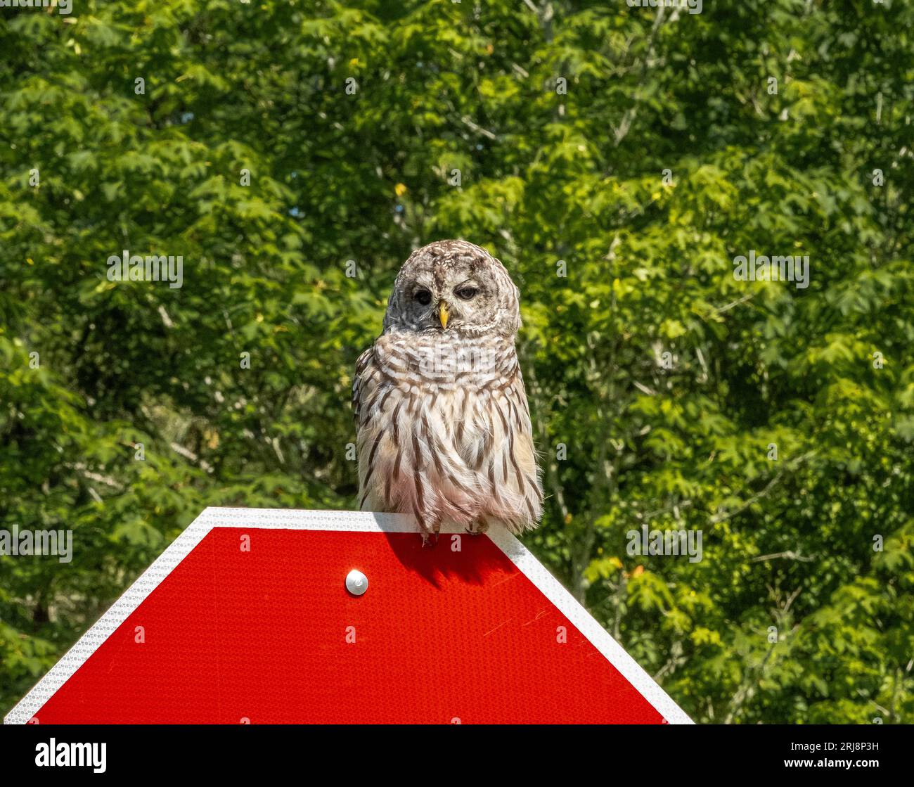 Barred Owl on a Stop Sign, Bainbridge Island, WA Stock Photo - Alamy