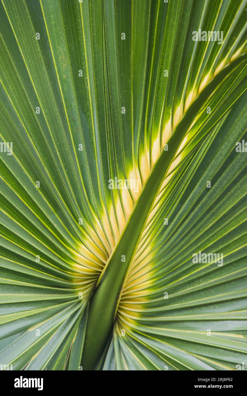 A frame filling close up of a palm frond with strong bold diagonal ...
