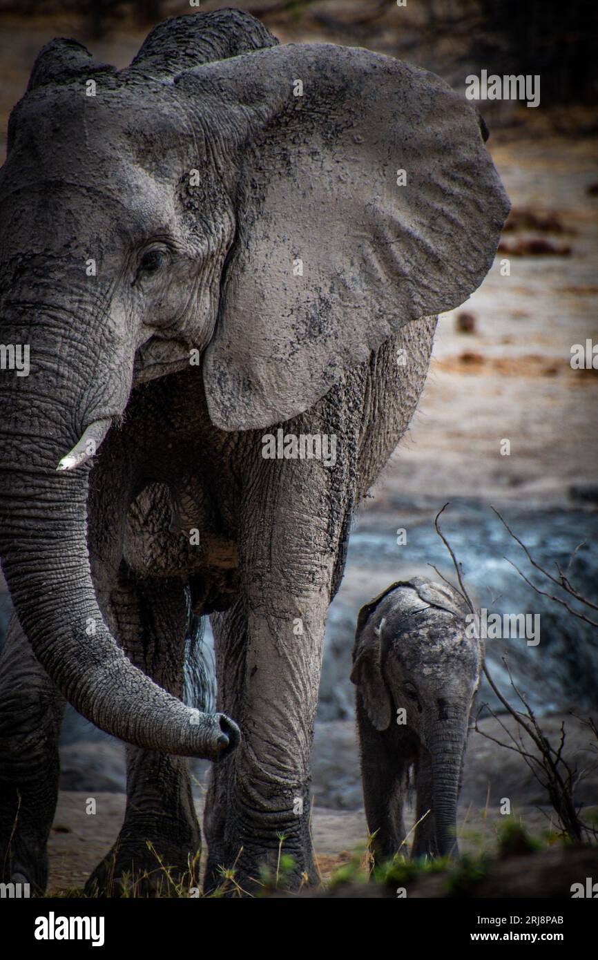 Familiar elephant hi-res stock photography and images - Alamy
