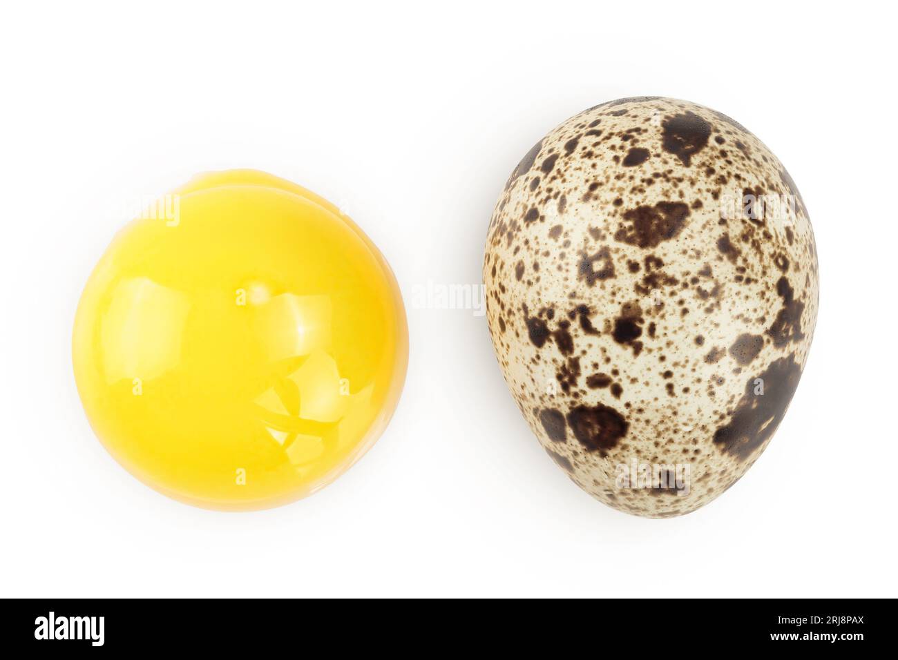 Raw quail egg isolated on white background with full depth of field ...