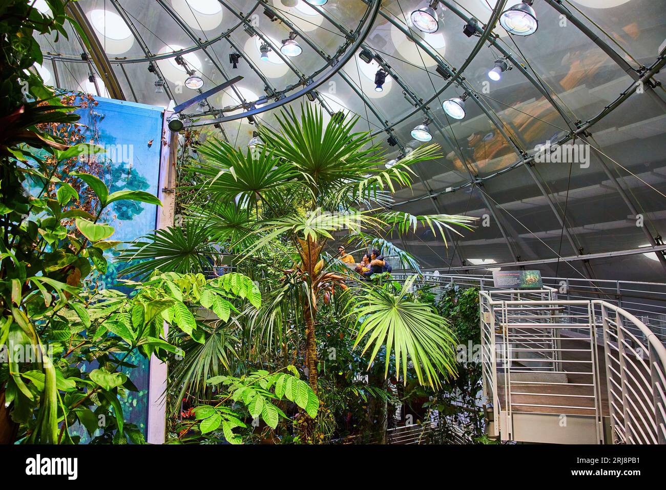 People in rainforest biome on walkway with dome overhead and tropical ...