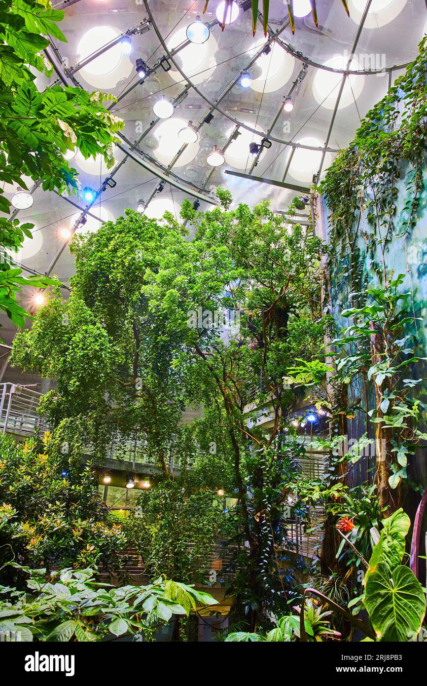 Artificial rainforest exhibit inside domed interior of the Academy of ...