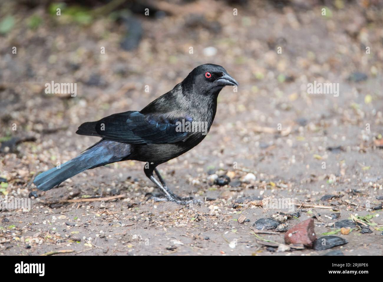 Wildlife birding hi-res stock photography and images - Alamy