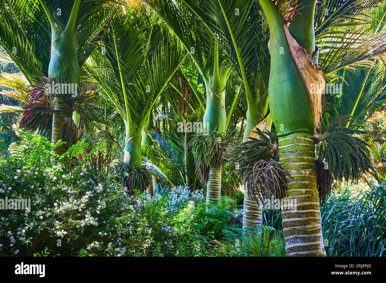 New Zealand tropical trees with nearby flowers and grasses Stock Photo ...