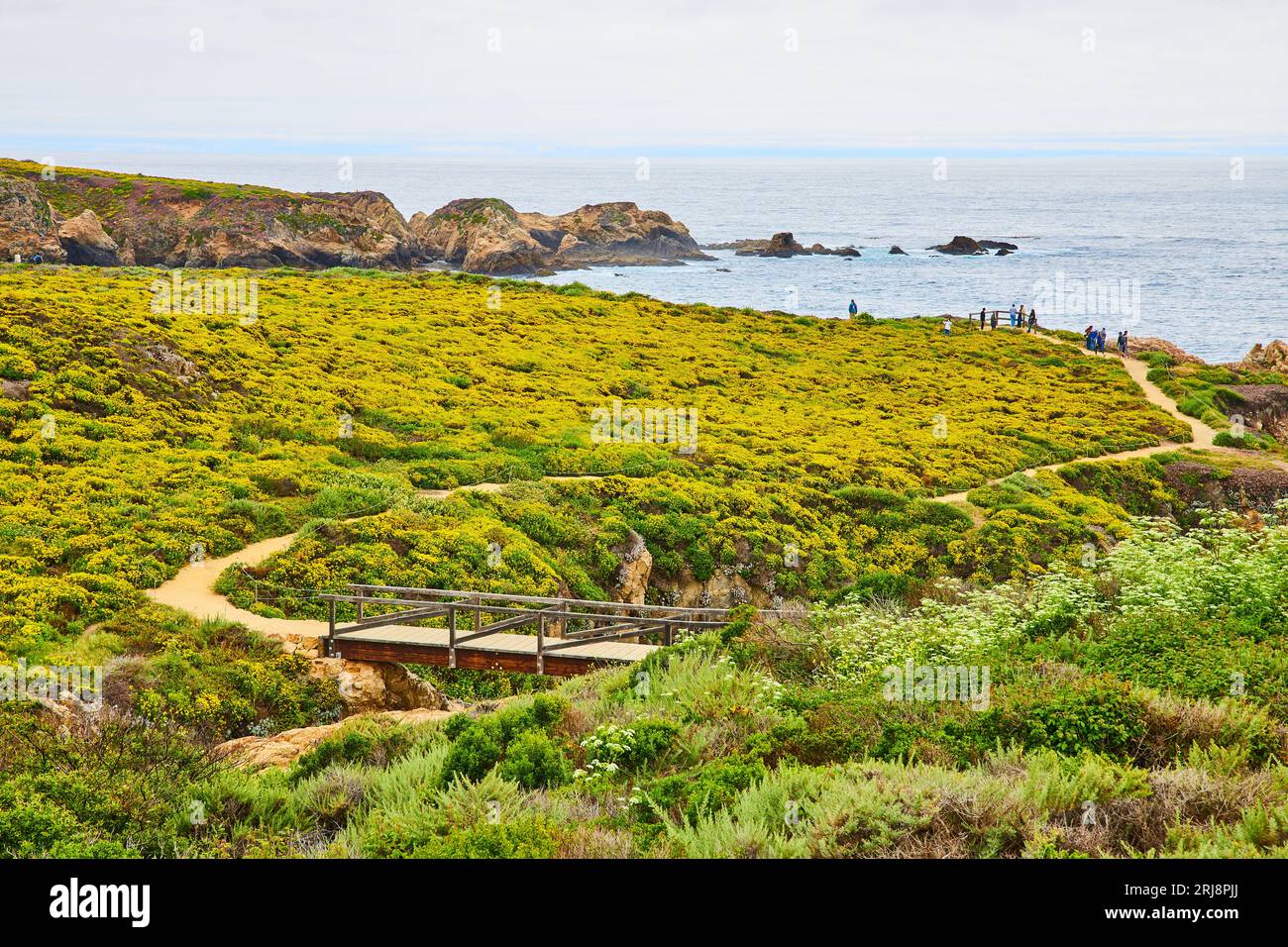 Nature trail with green and yellow hillside leading to ocean shoreline ...