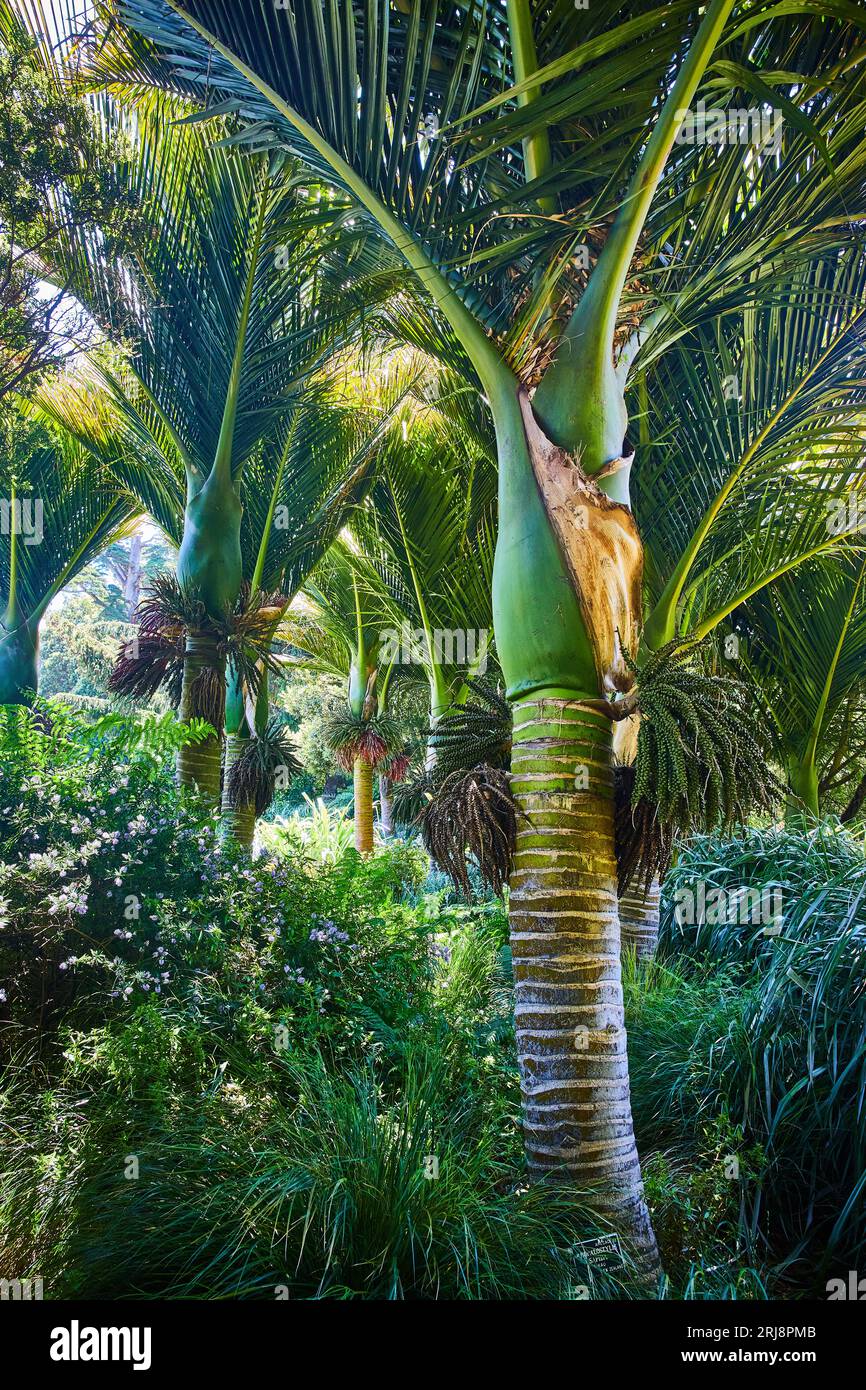 Tropical New Zealand nikau trees with nearby white flowers and tall ...