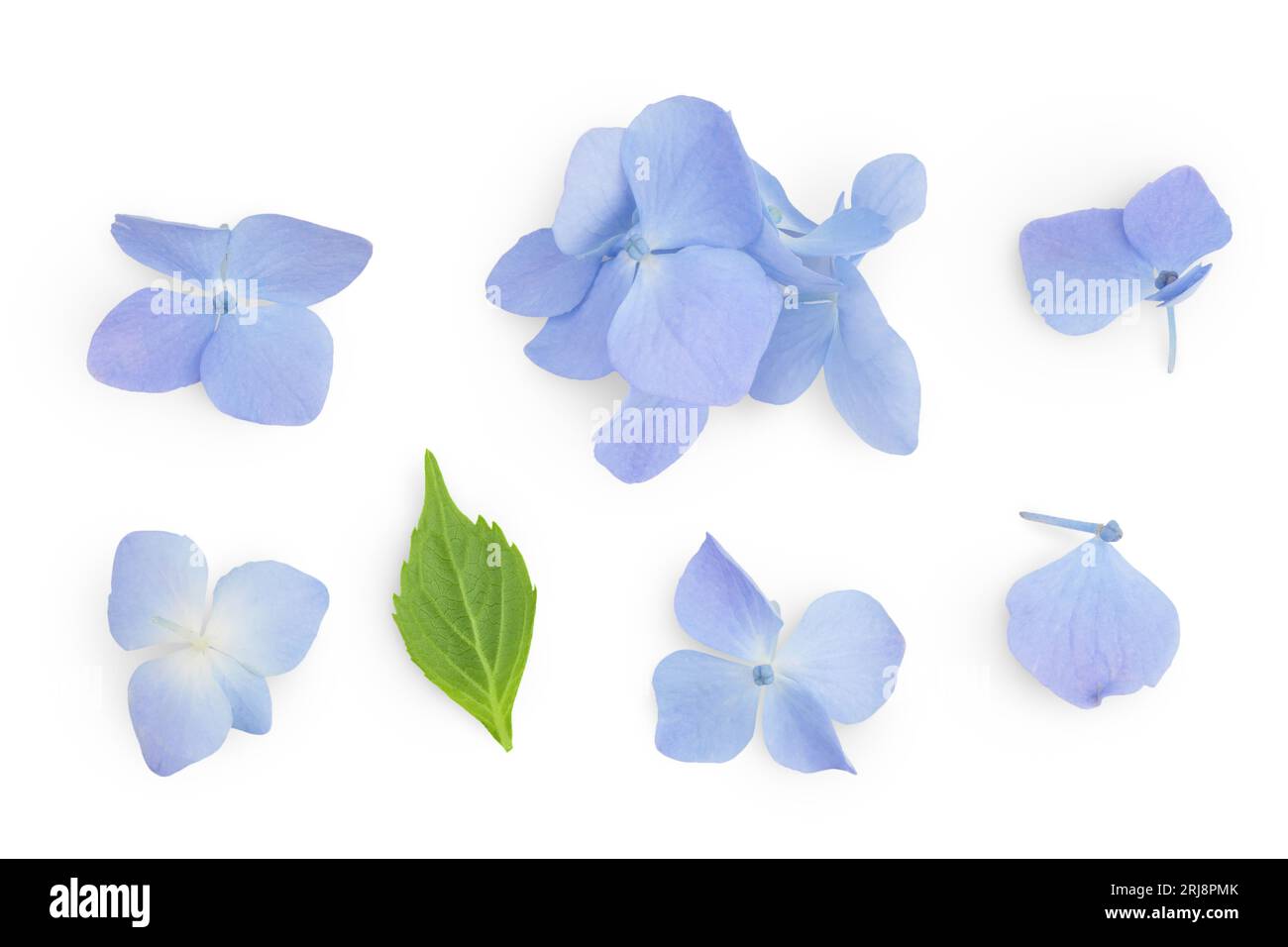 Blue Hydrangea flower isolated on white background. Top view. Flat lay ...