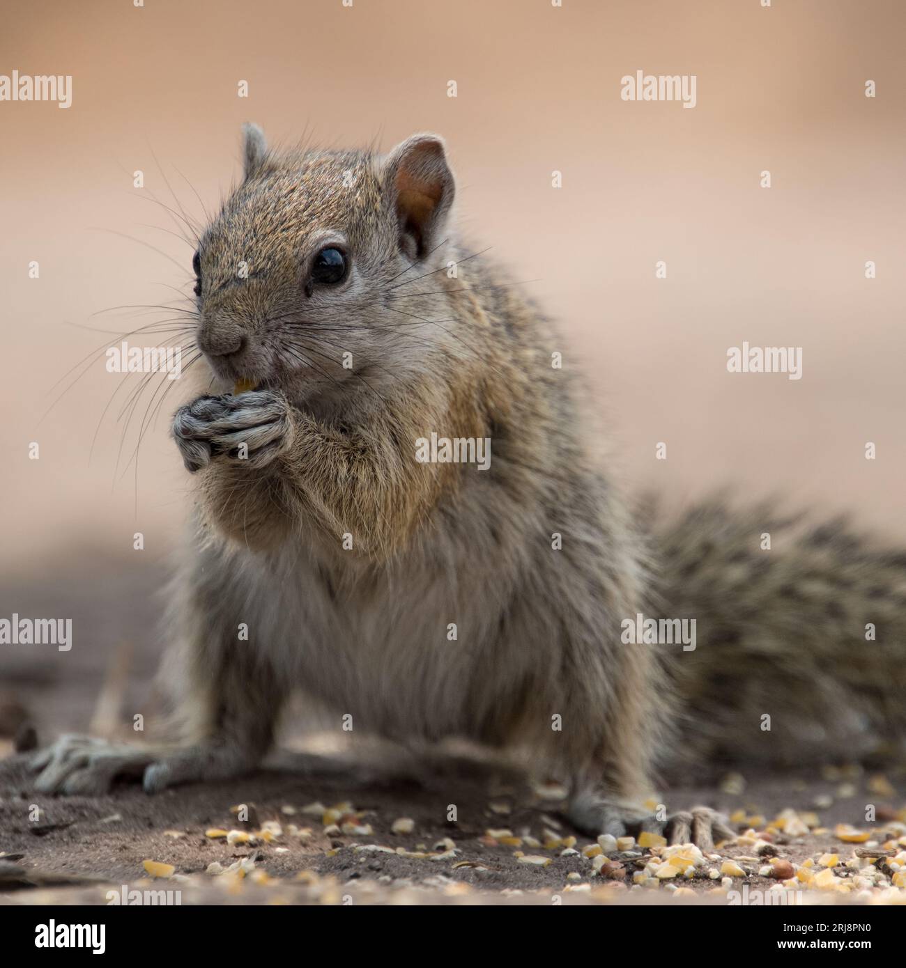 Closeup of a small, adorable rock squirrel enjoying a snack on a barren ...