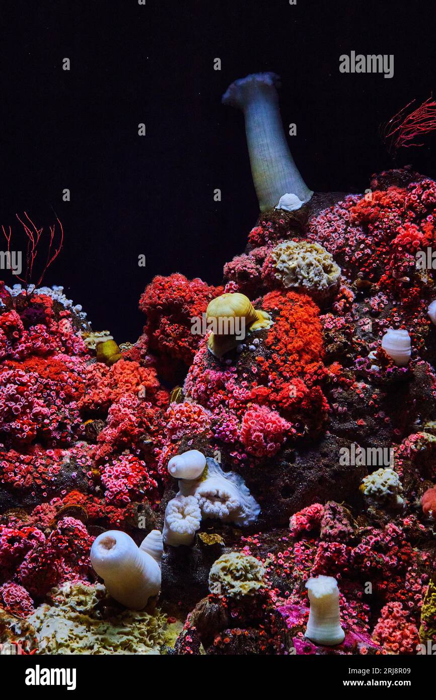 Red and pink coral polyps in dark saltwater tank Stock Photo - Alamy