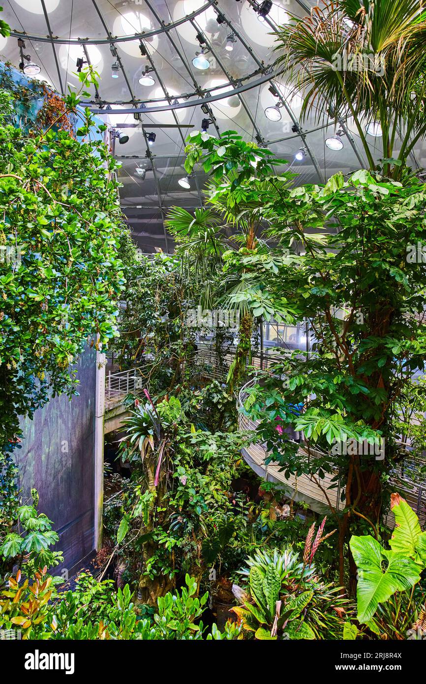 View of tropical rainforest biome trees inside dome with painted wall ...