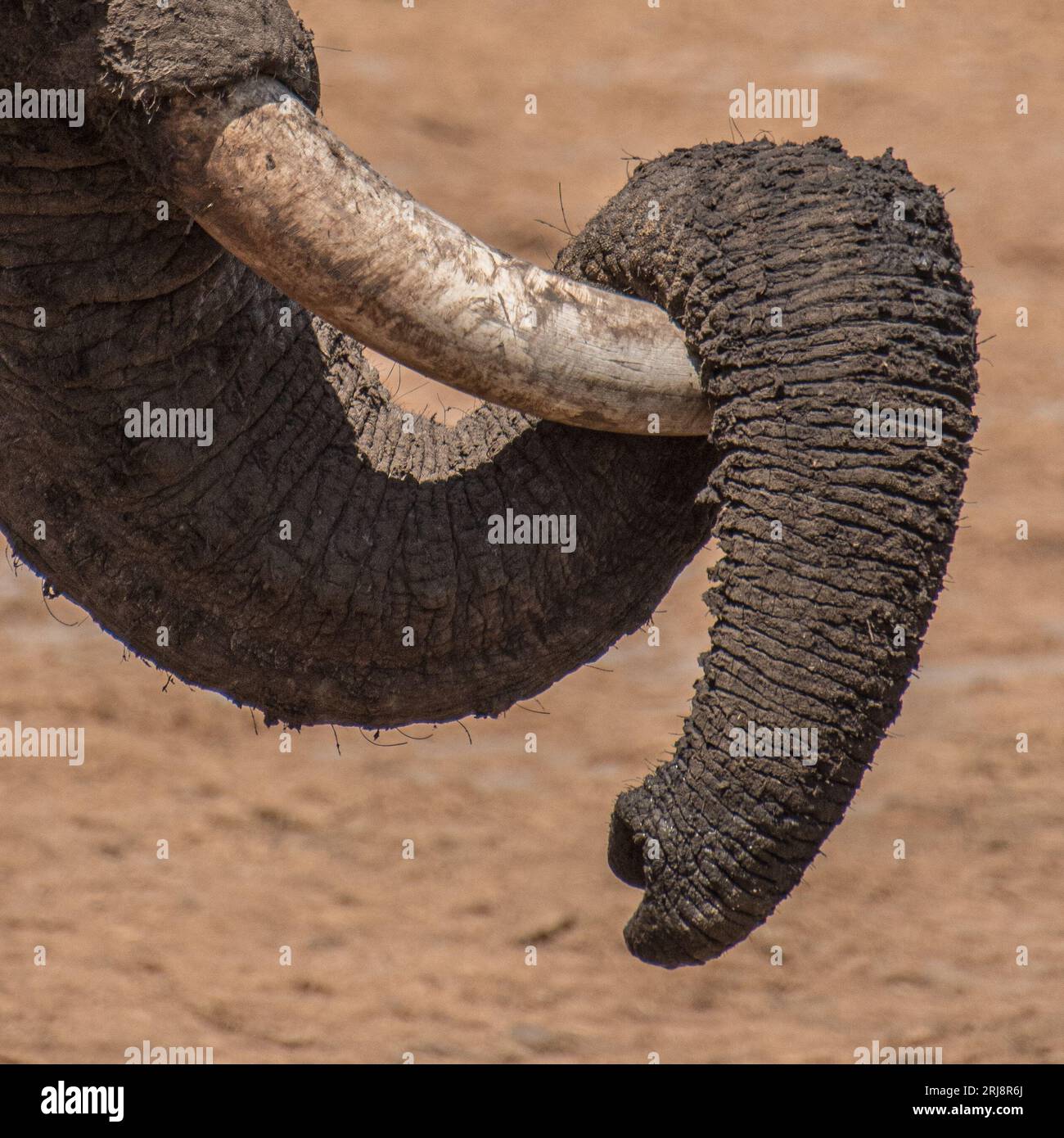 Close-up image of a single African elephant trunk with a distinctive ...