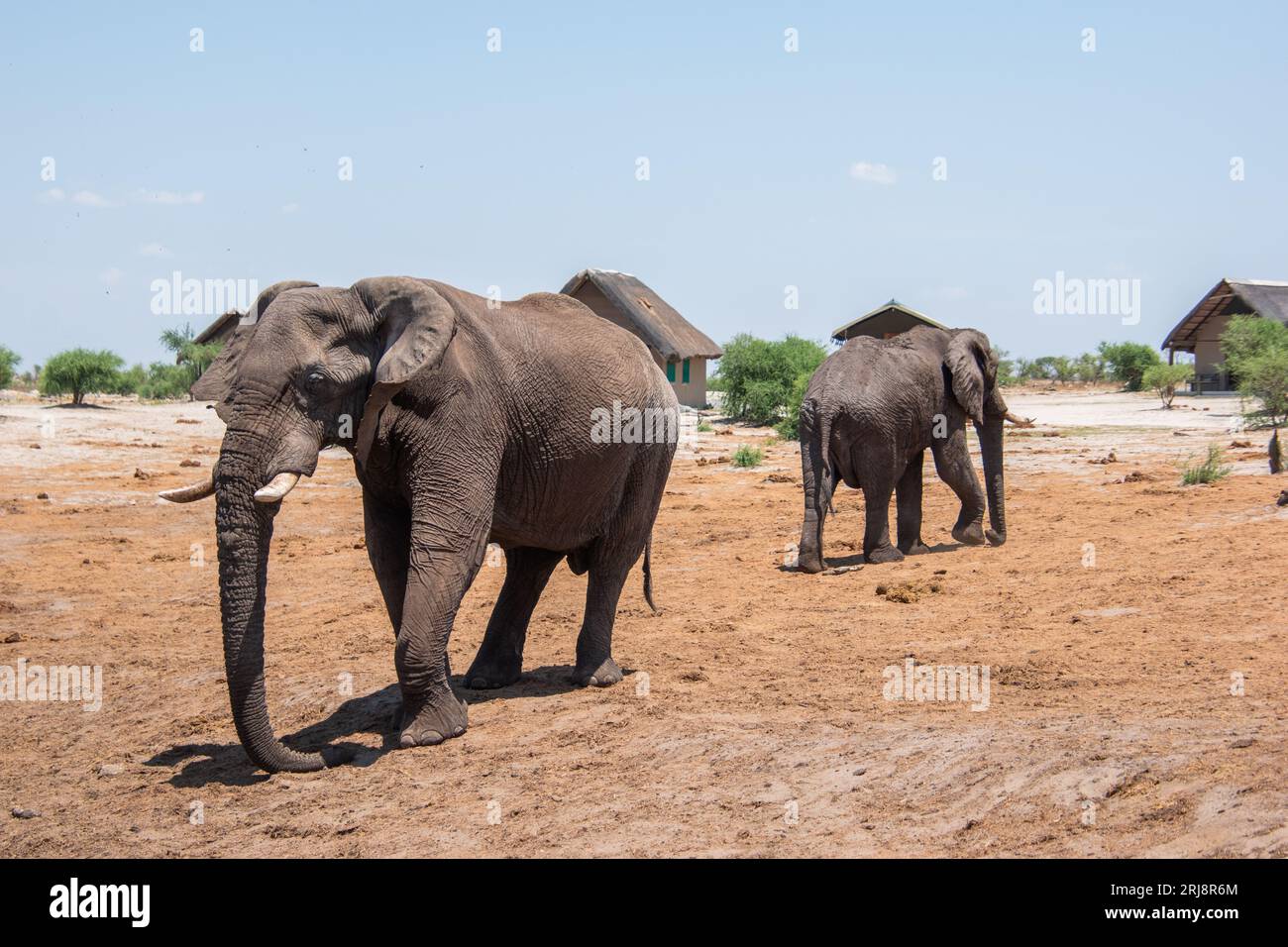The majestic African elephants walking across a dry and dusty savanna ...