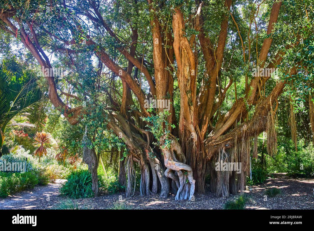 Large tree with trunk like exposed roots and multiple tranches rising ...