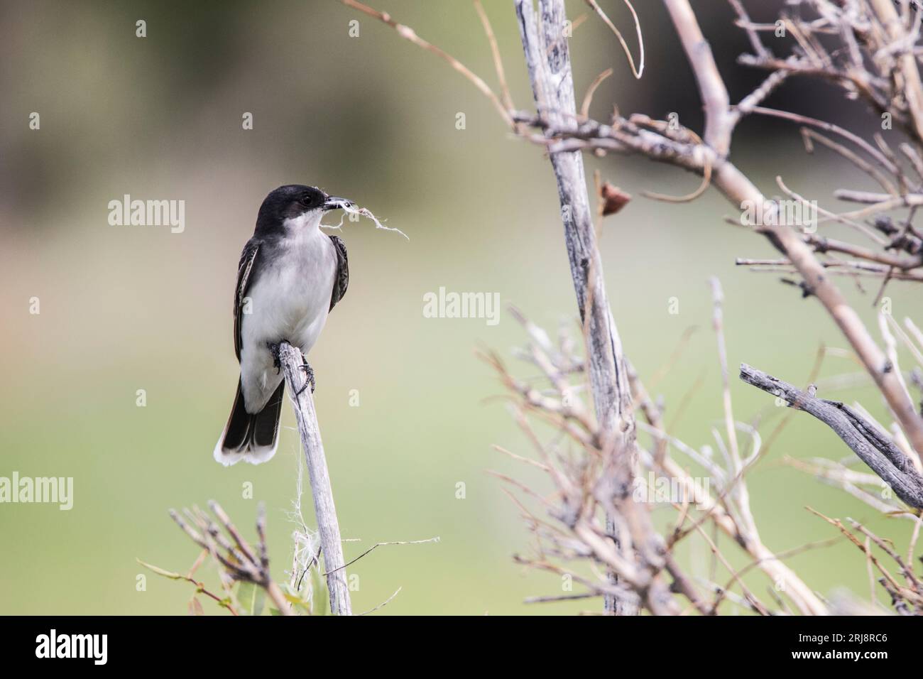 The eastern kingbird (Tyrannus tyrannus) is a large tyrant flycatcher ...