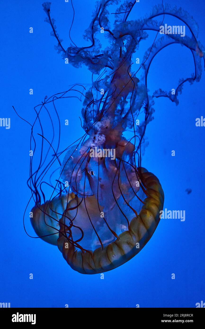 Two jellyfish hi-res stock photography and images - Alamy