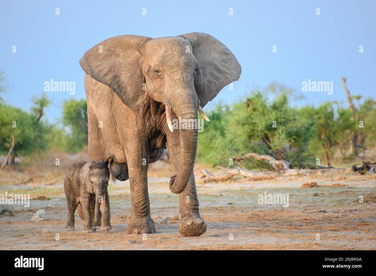A majestic African elephant and its young calf walk across the sun ...