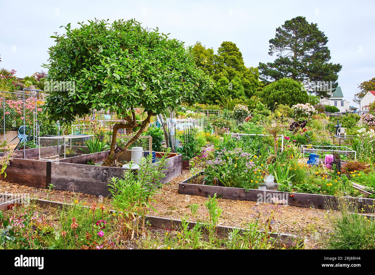 Wide garden view with trees and variety of flowers in garden plots ...