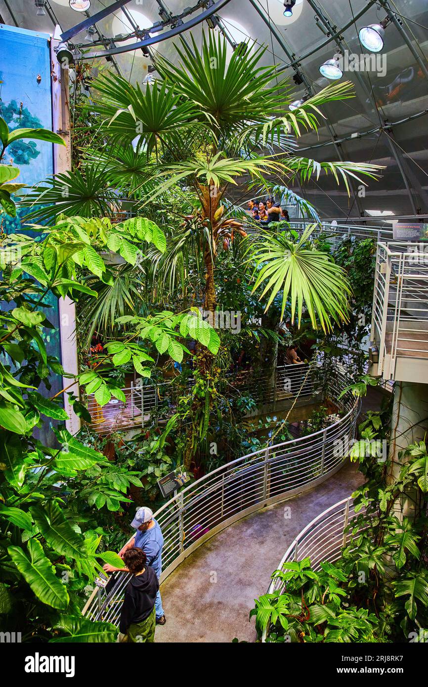 Tropical plants growing in rainforest biome beneath large dome with ...