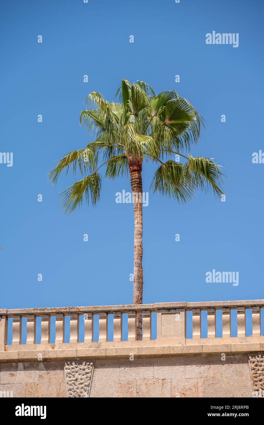 Palm trees and spanish architecture Stock Photo - Alamy