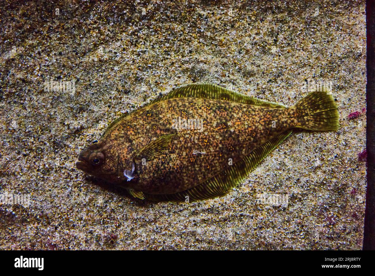 Flat flounder resting on sandy bottom in saltwater Stock Photo - Alamy