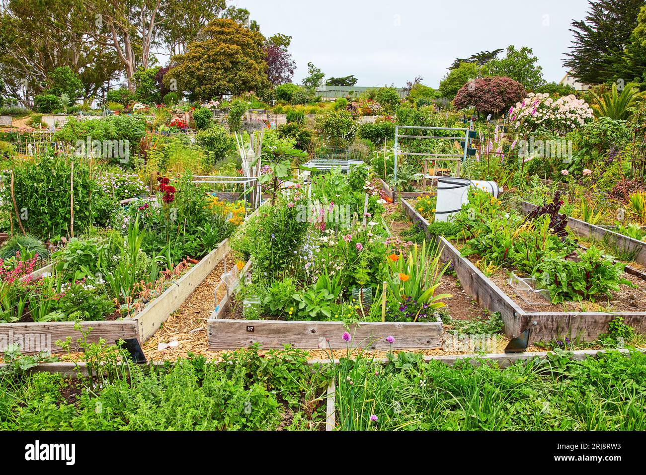 Wide view of several community garden plots with flowers and succulents ...