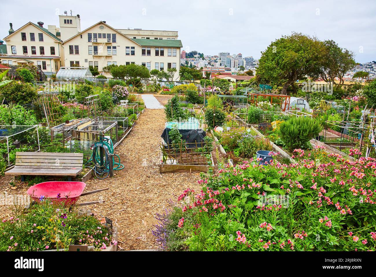Flower garden with succulents wide view with distant white building and ...