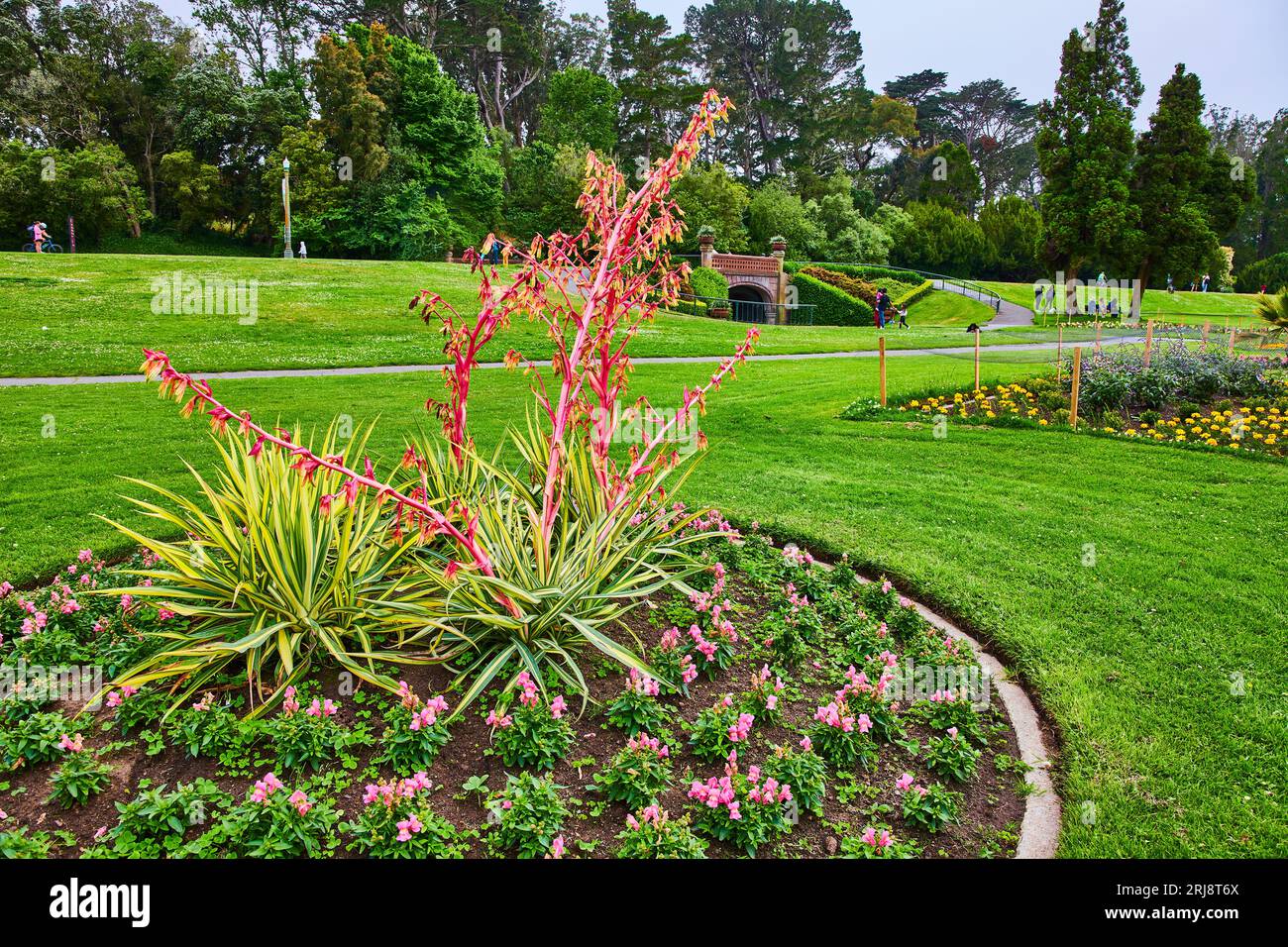 Tall pink stemmed plant with dark and light green leaves at base ...