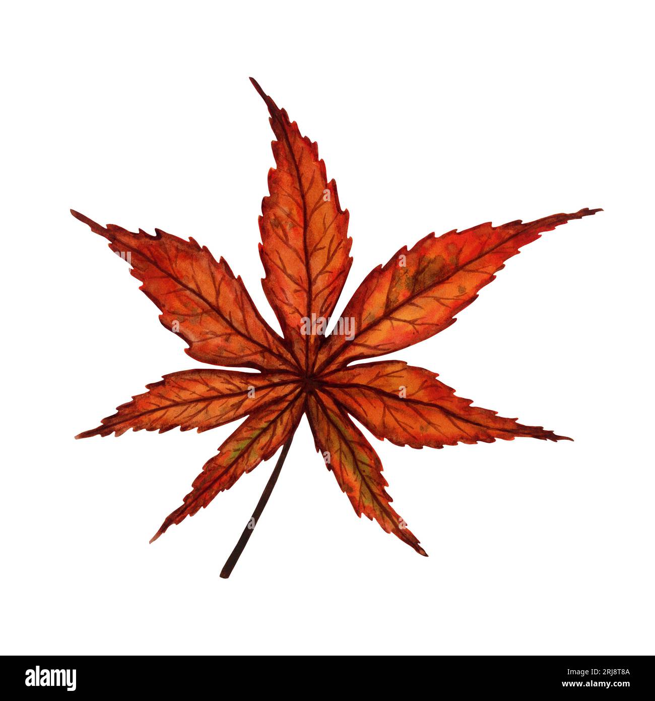 Bright red autumn leaf of a japanese maple tree, hand drawn watercolor ...