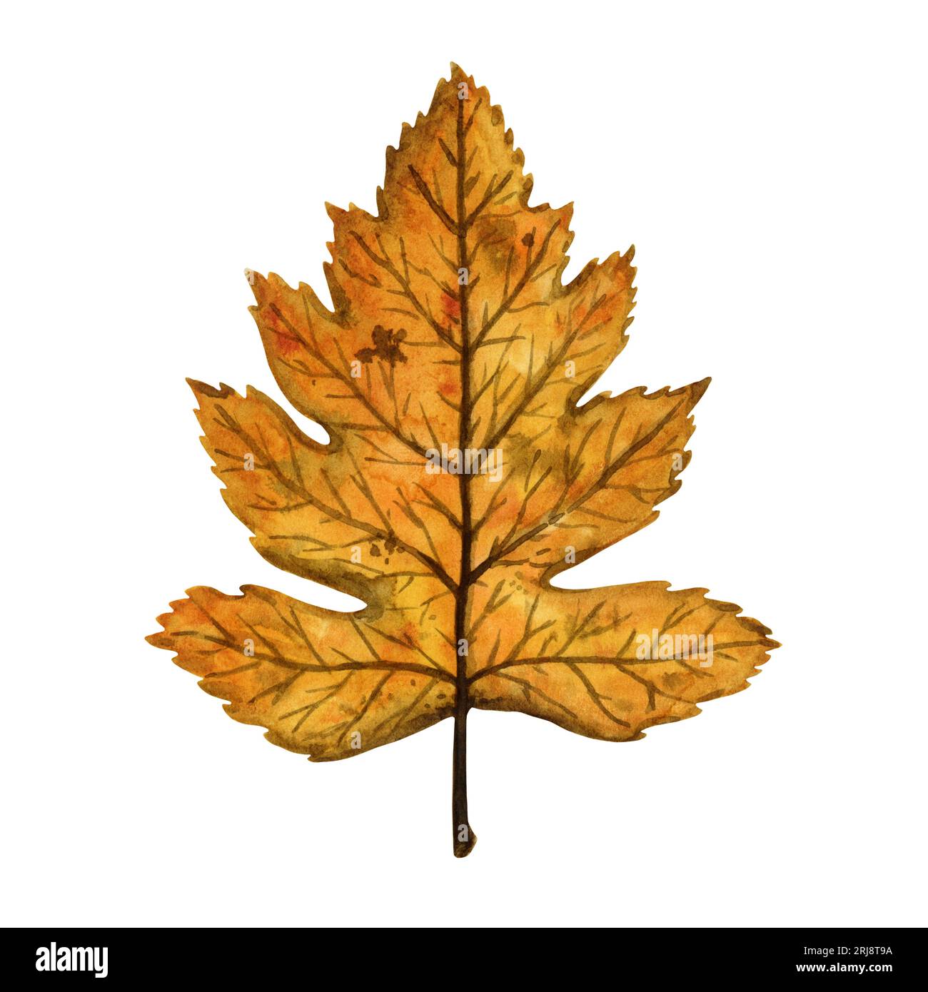 Bright orange autumn leaf of a wild service tree, hand drawn watercolor ...