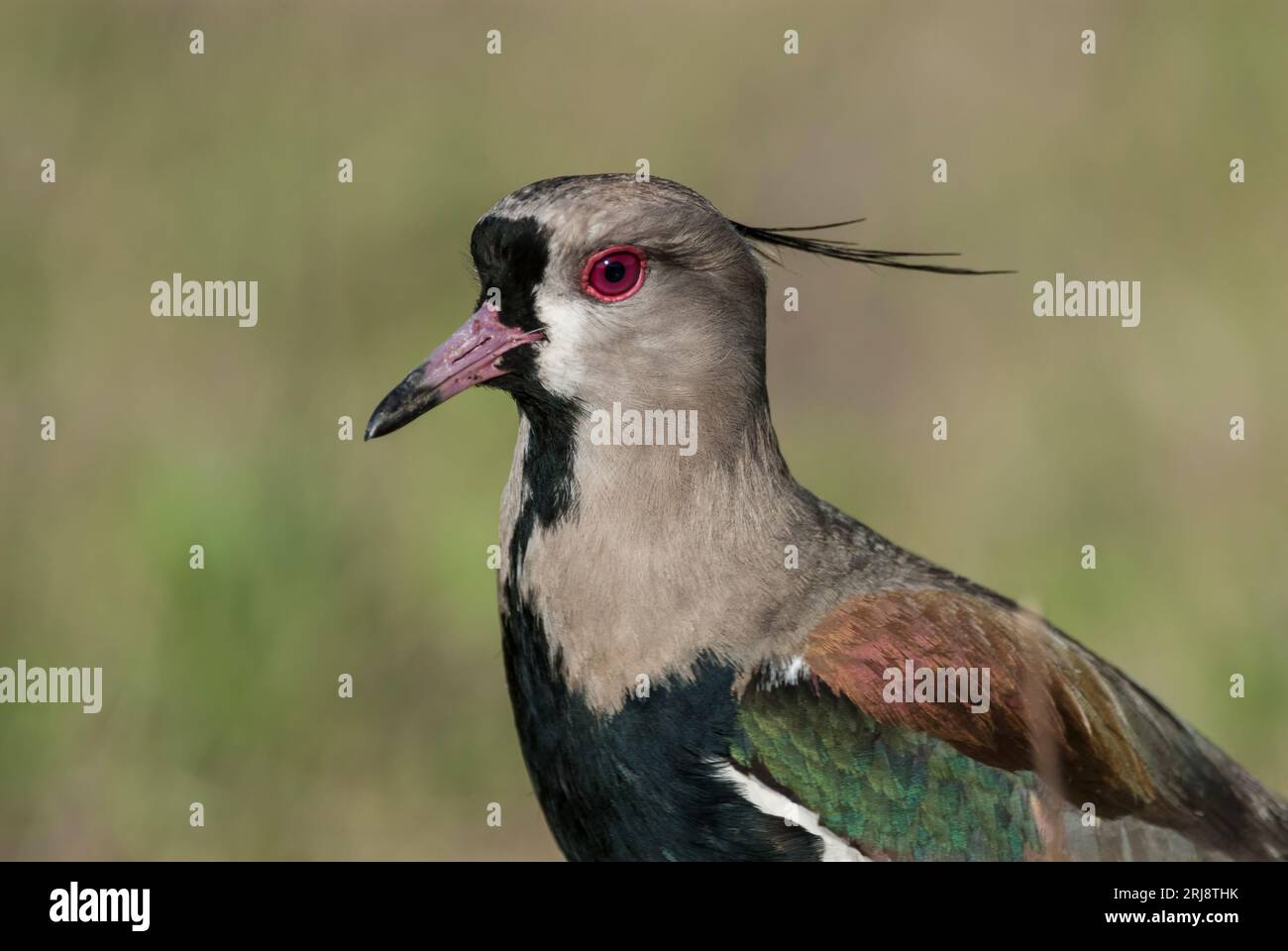 Southern Lapwing, La Pampa Argentina Stock Photo - Alamy