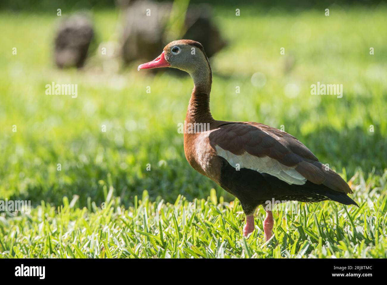 A black-bellied whistling duck poses on a lawn at the South Padre ...