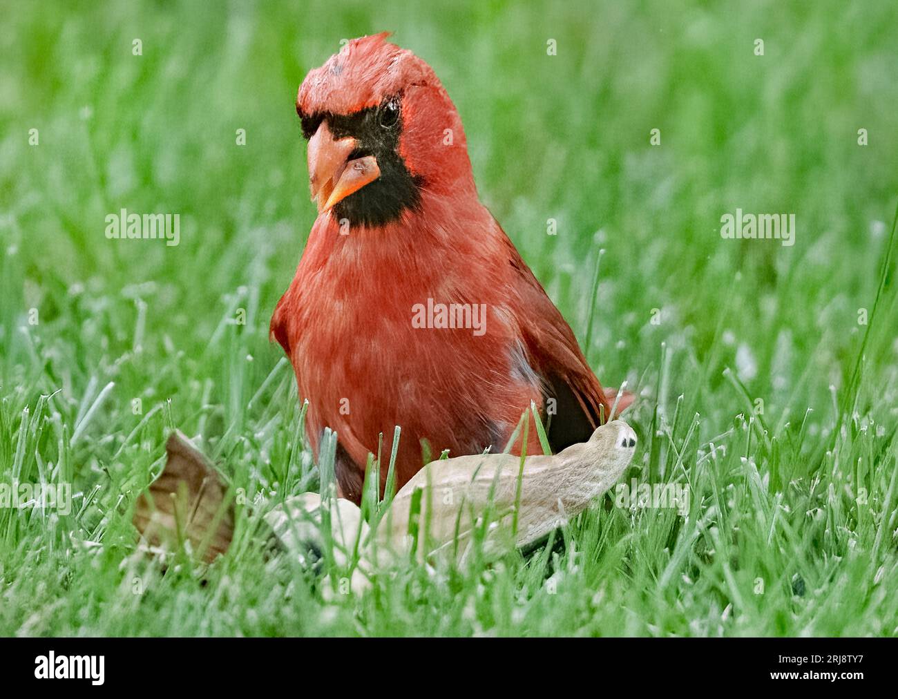 North American Cardinal Stock Photo - Alamy