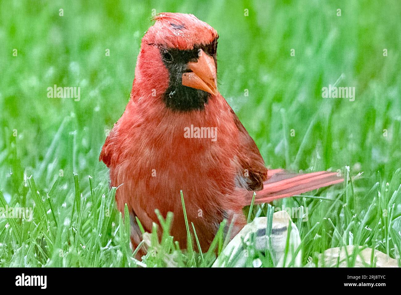American cardinal hi-res stock photography and images - Alamy