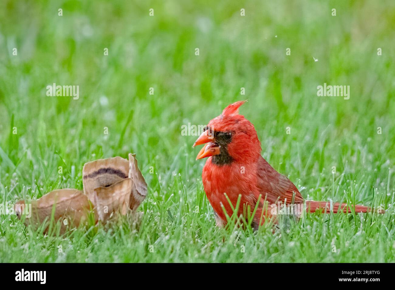 North american cardinal hi-res stock photography and images - Alamy