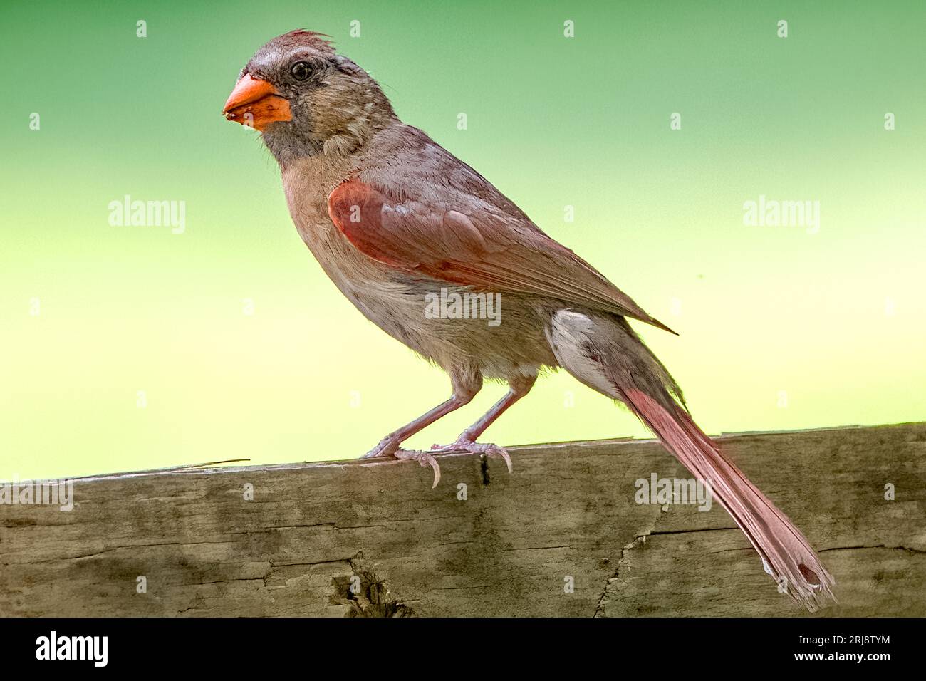 North American Cardinal Stock Photo - Alamy