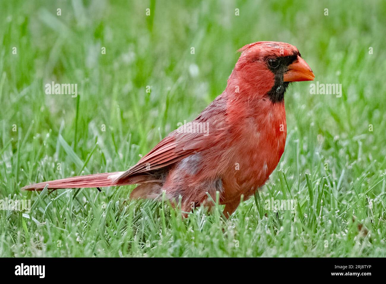 American cardinal hi-res stock photography and images - Alamy